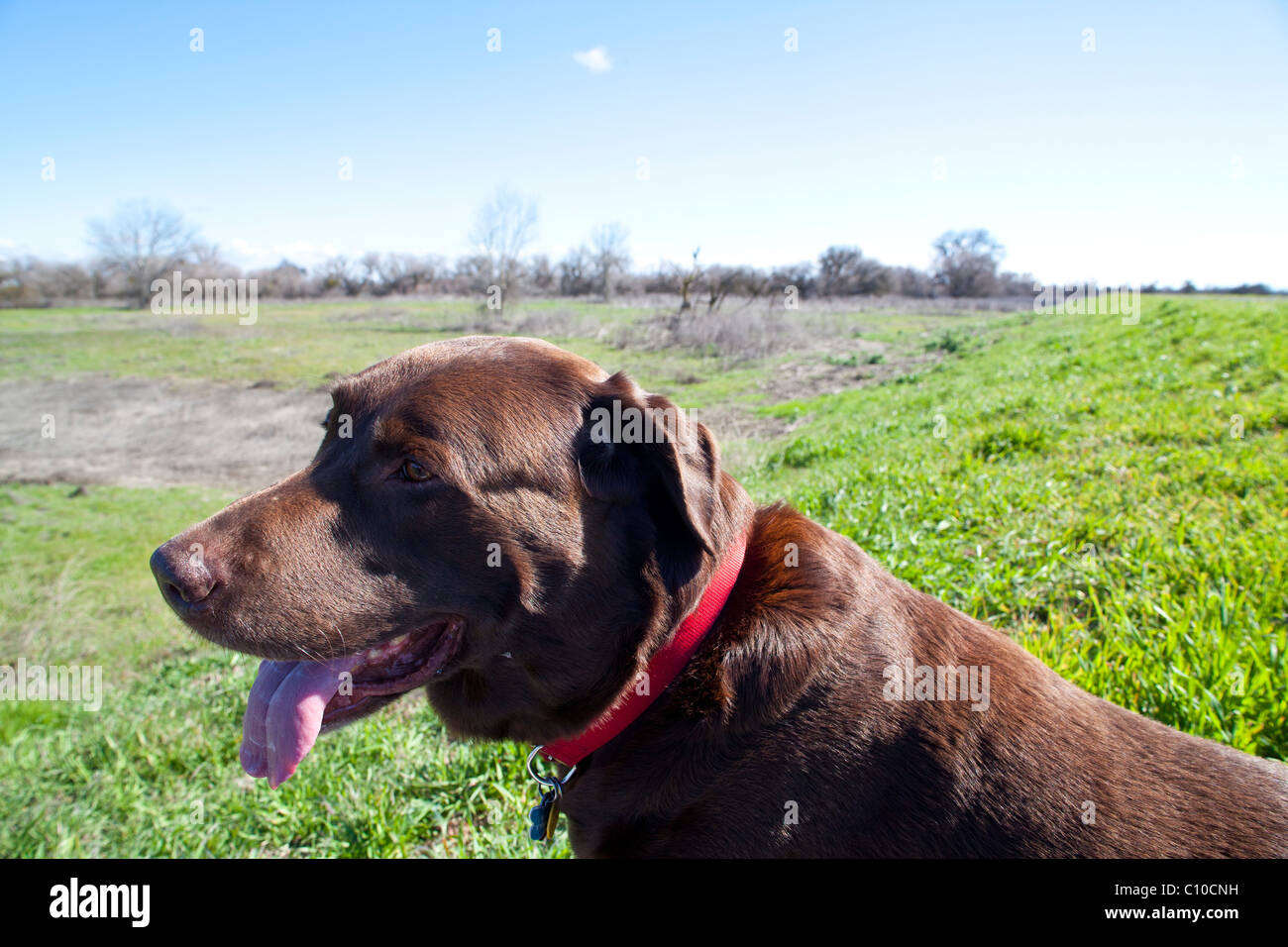 A panting Chocolate Lab resting after a walk Stock Photo - Alamy