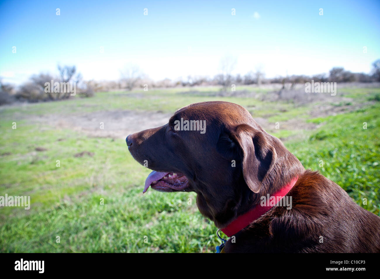 A panting Chocolate Lab resting after a walk Stock Photo - Alamy
