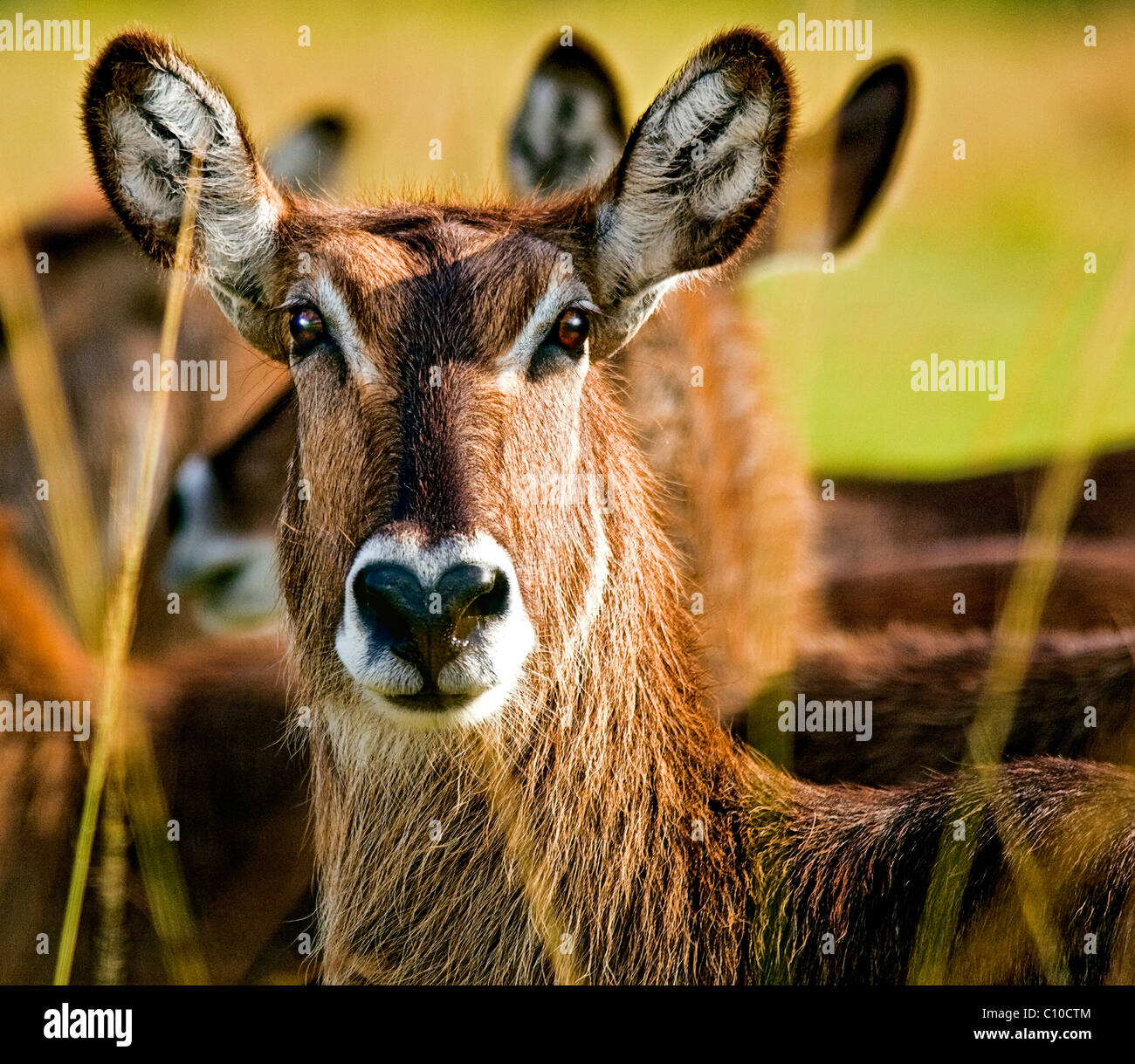 ANTELOPE HEAD AND SHOULDERS LOOKING AT CAMERA Stock Photo - Alamy