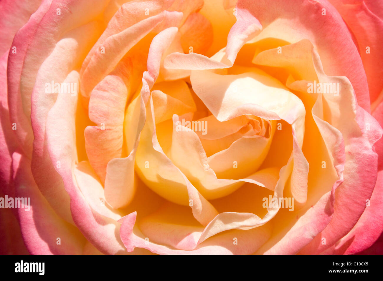 Pink rose close up Stock Photo - Alamy