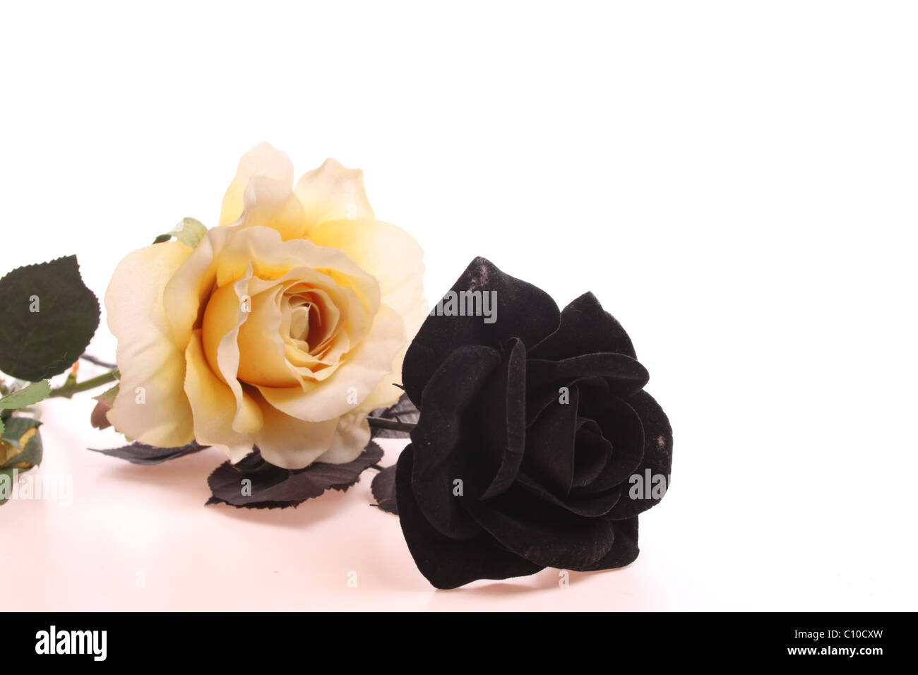 Black rose and yellow rose over white isolated against a white ...