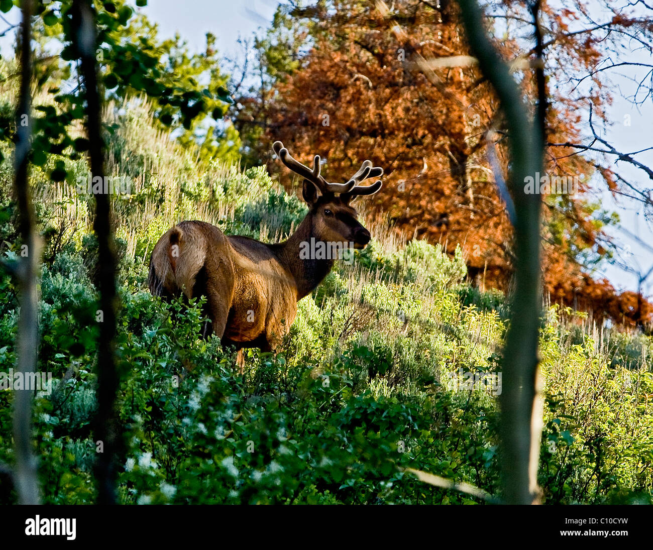 Horned elk hi-res stock photography and images - Alamy