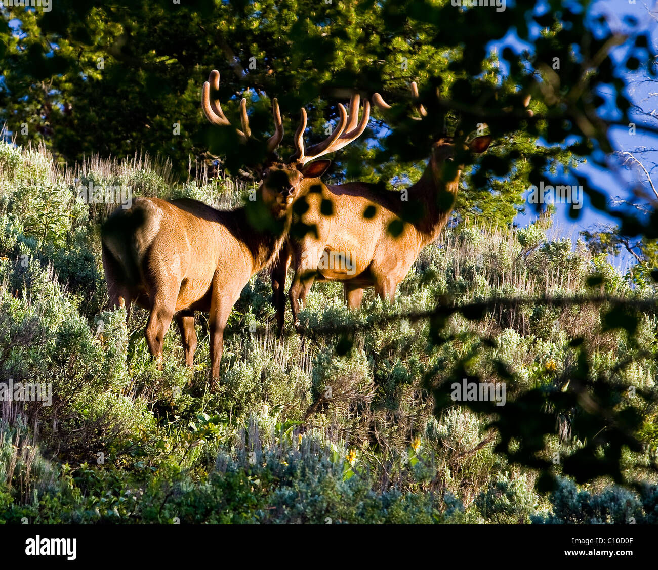 TWO ELK ON HILL LOOKING DOWN Stock Photo - Alamy
