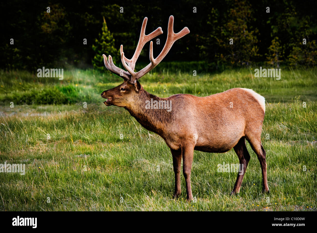 ELK WITH LARGE ANTLERS BELLOWING IN FOREST Stock Photo - Alamy