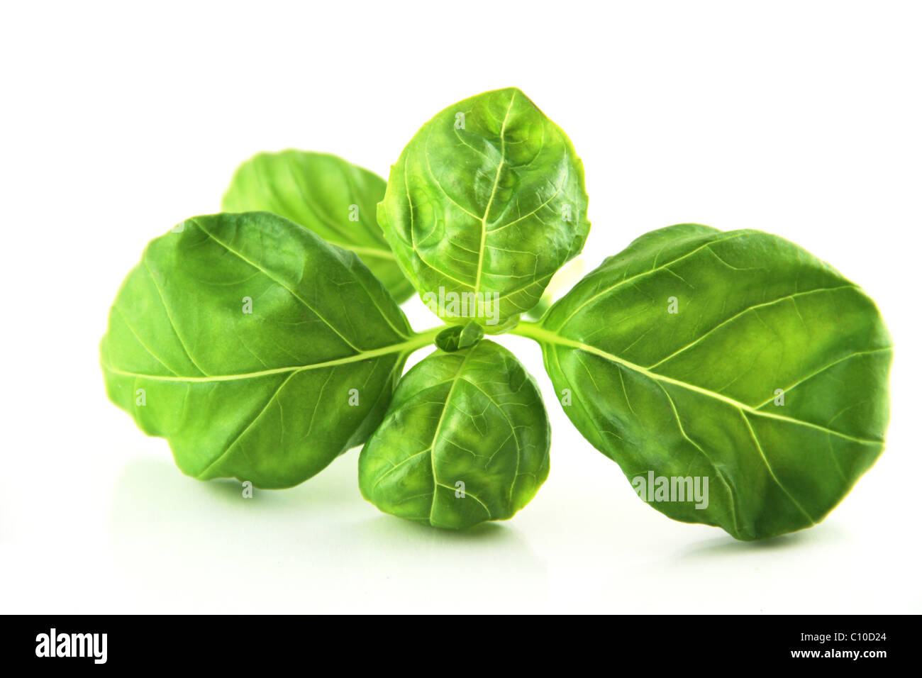 basil isolated on white Background Stock Photo - Alamy