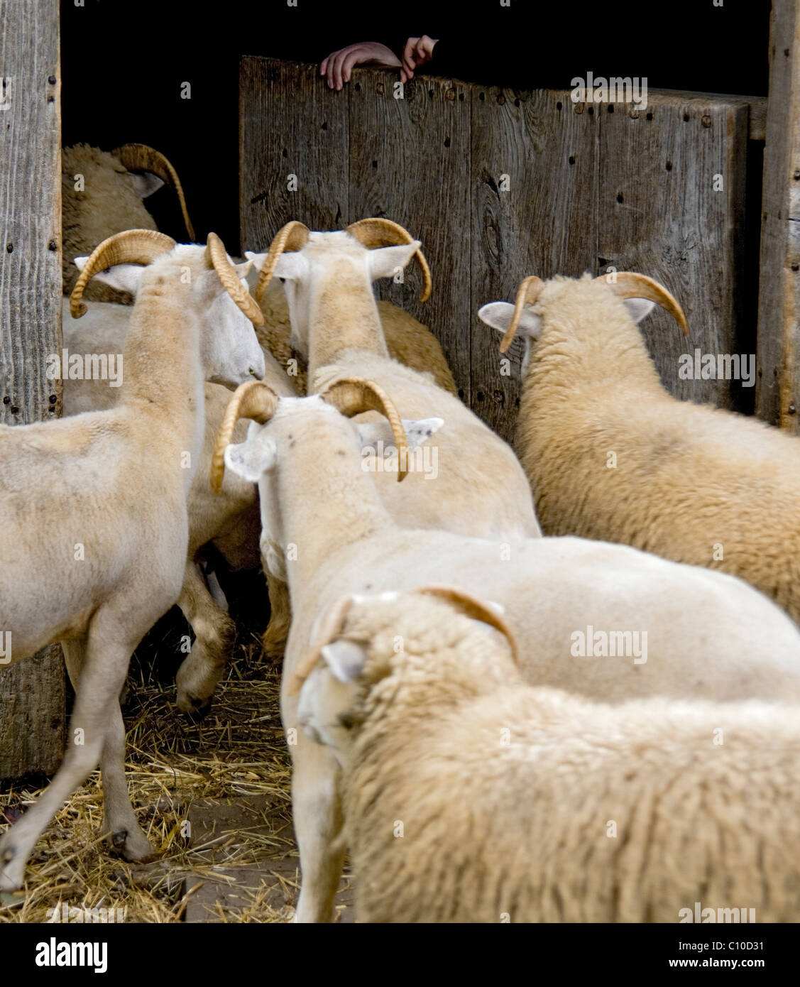 Animal human farm hi-res stock photography and images - Alamy