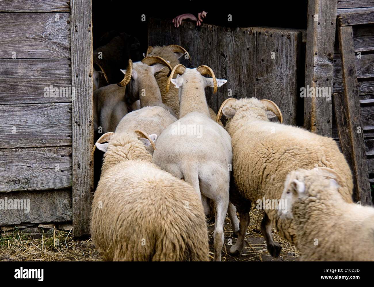 Guiding sheep hi-res stock photography and images - Alamy