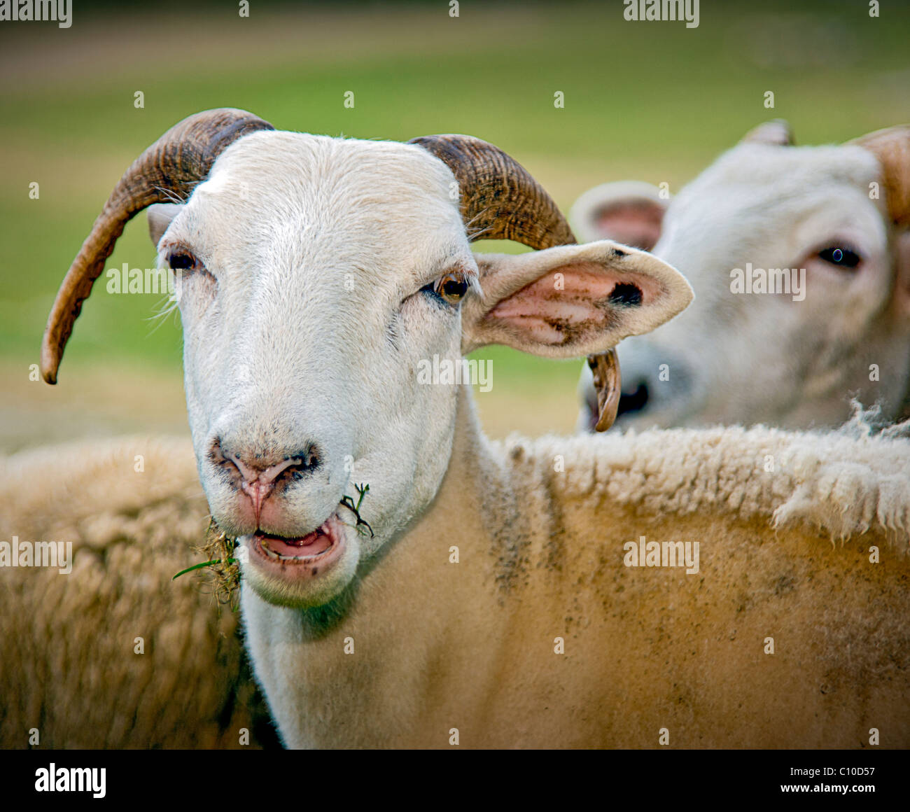 TWO SHEEP LOOKING AT CAMERA CLOSEUP Stock Photo - Alamy