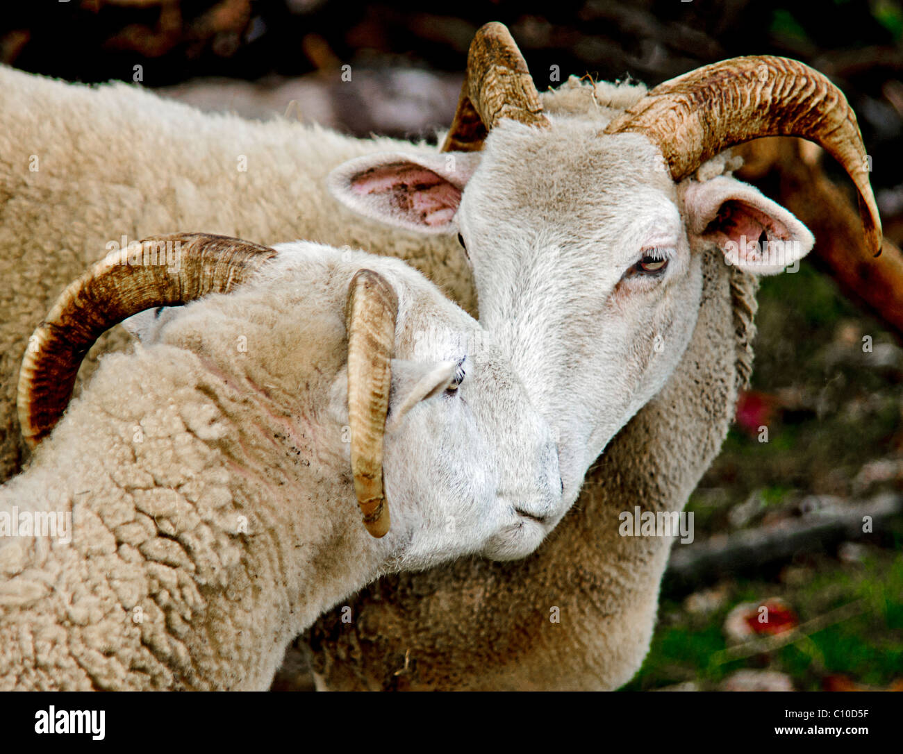 Two cute sheep hi-res stock photography and images - Alamy