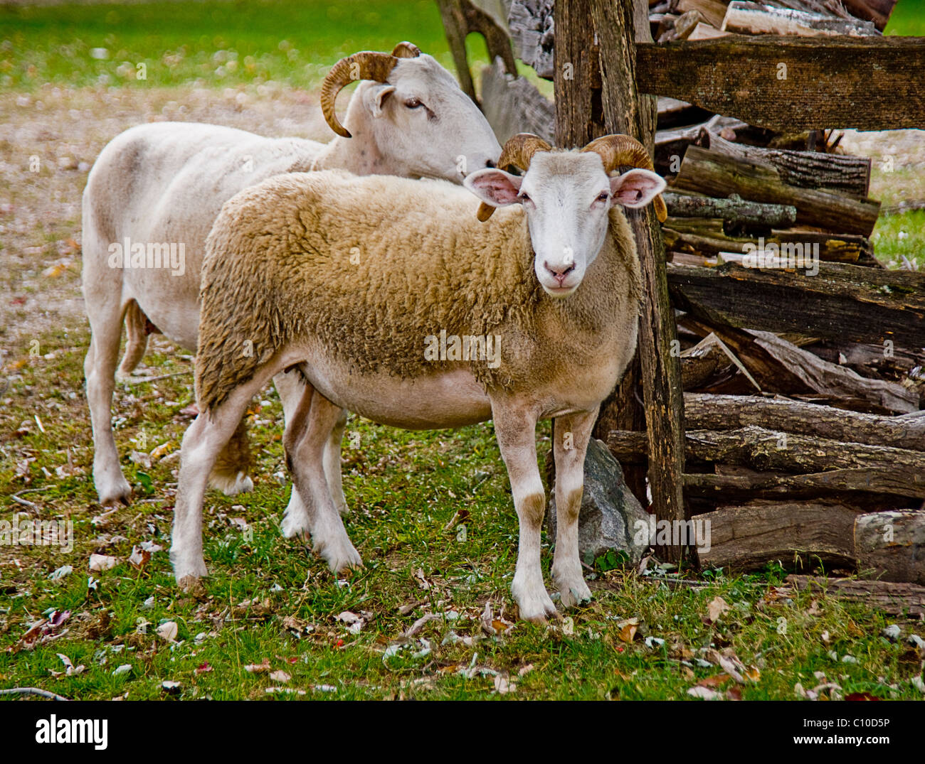 Two cute sheep hi-res stock photography and images - Alamy