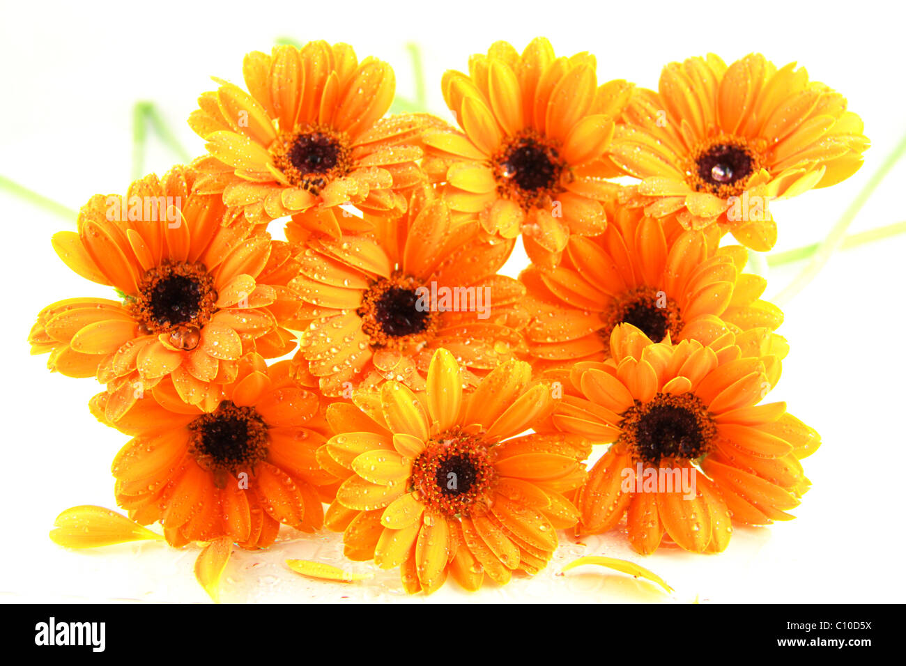 Orange Gerberas with waterdrops Stock Photo - Alamy