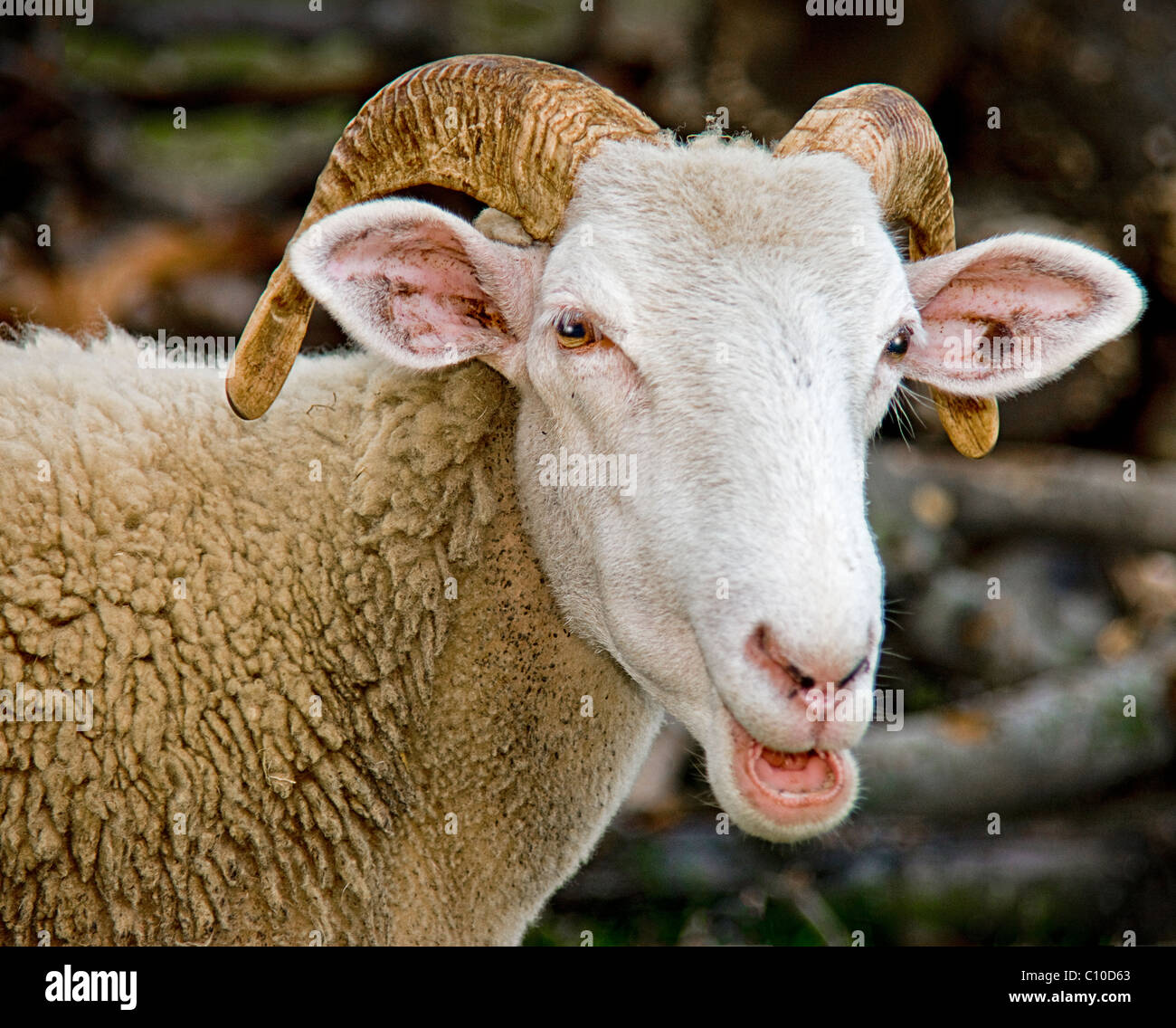 Sheep mouth hi-res stock photography and images - Alamy