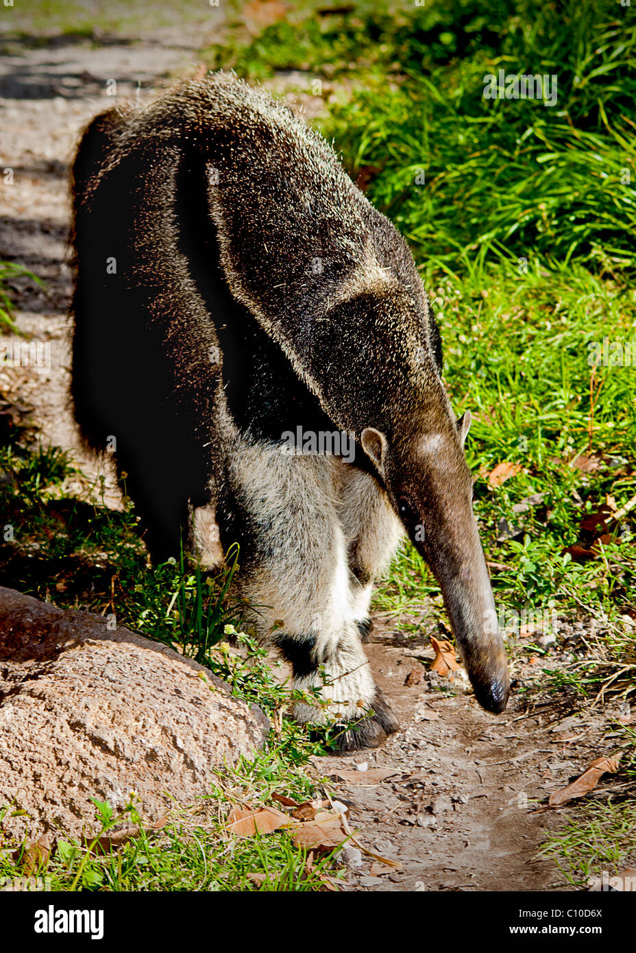 Aardvark Vs Anteater