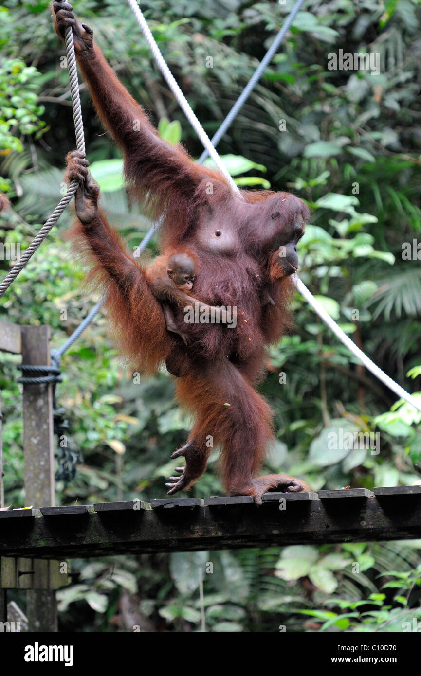 Orangutan mother and child during feeding time at the Semenggoh ...