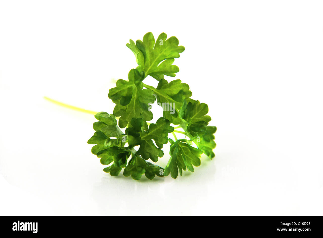 Spring parsley Cut Out Stock Images & Pictures - Alamy