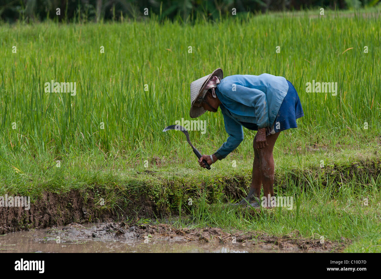 Rice cultivation in Bali Indonesia Stock Photo - Alamy
