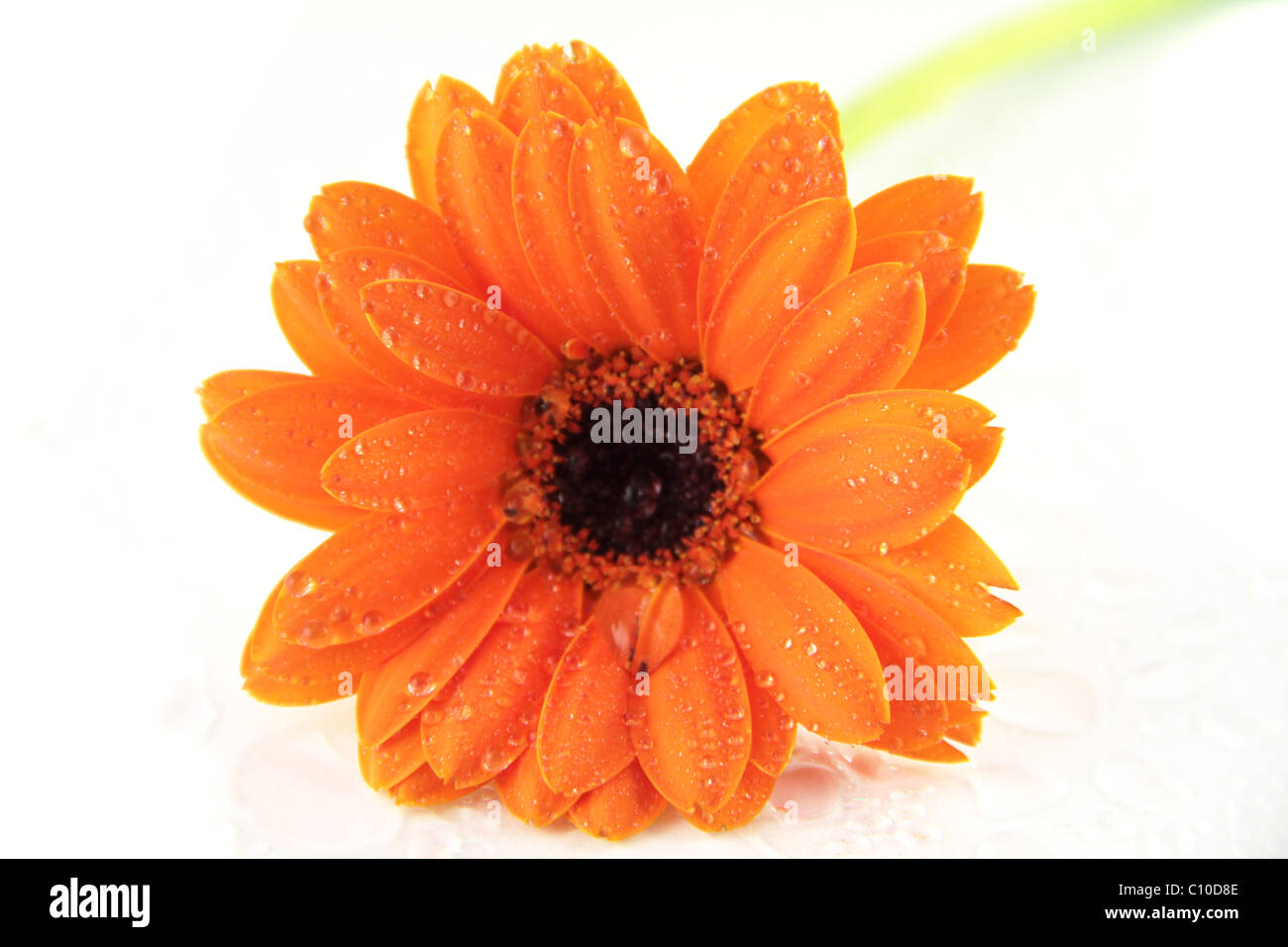 Orange gerbera head hi-res stock photography and images - Alamy