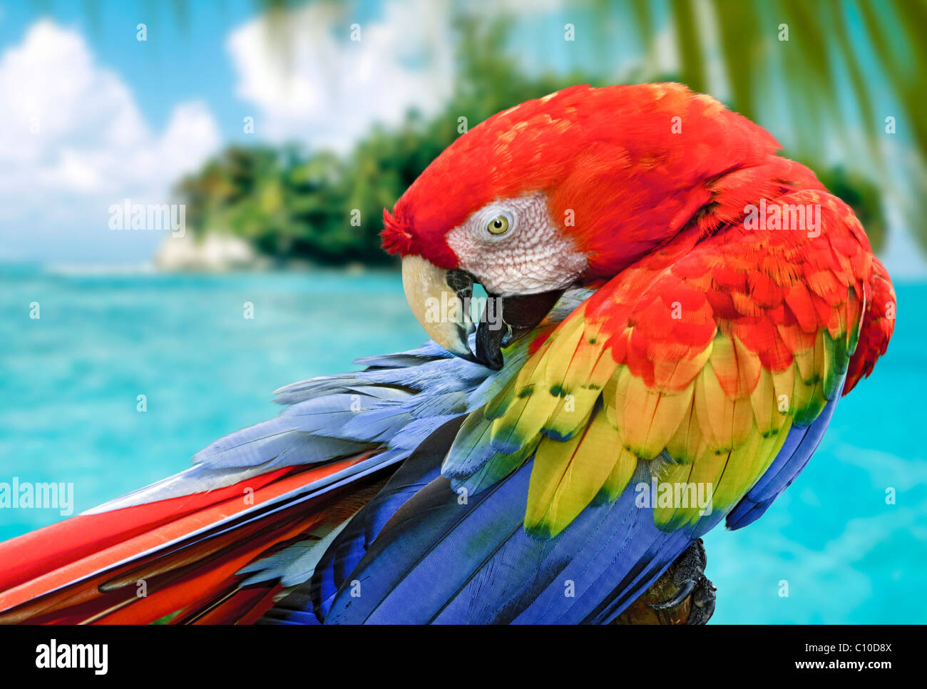 Sea parrots hi-res stock photography and images - Alamy