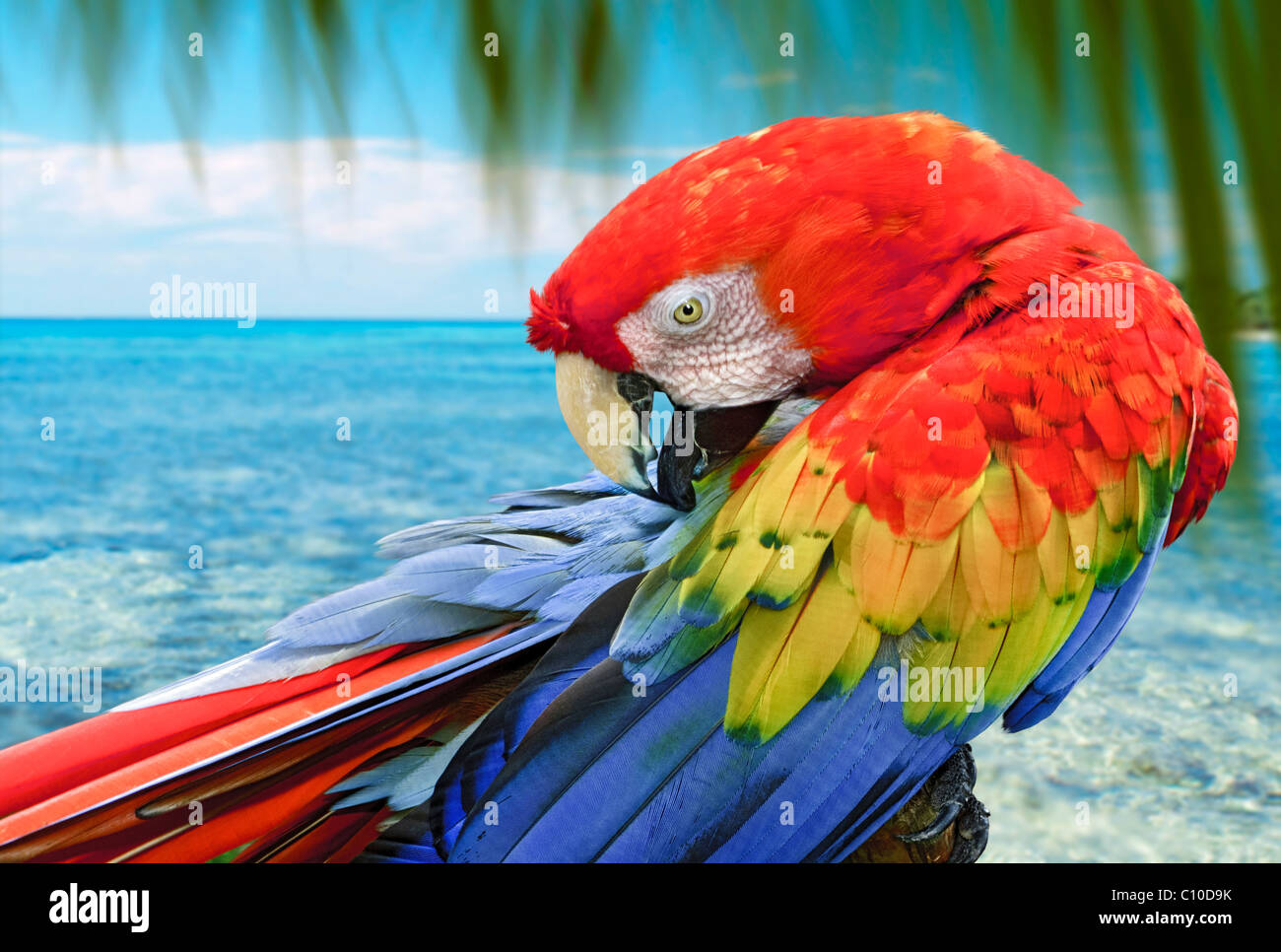 Sea parrots hi-res stock photography and images - Alamy