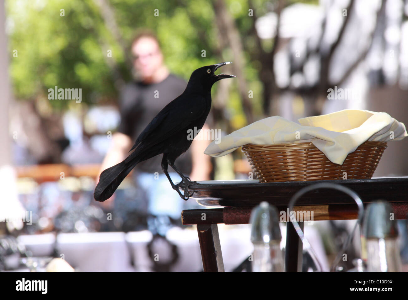 Bird at bird table hi-res stock photography and images - Alamy
