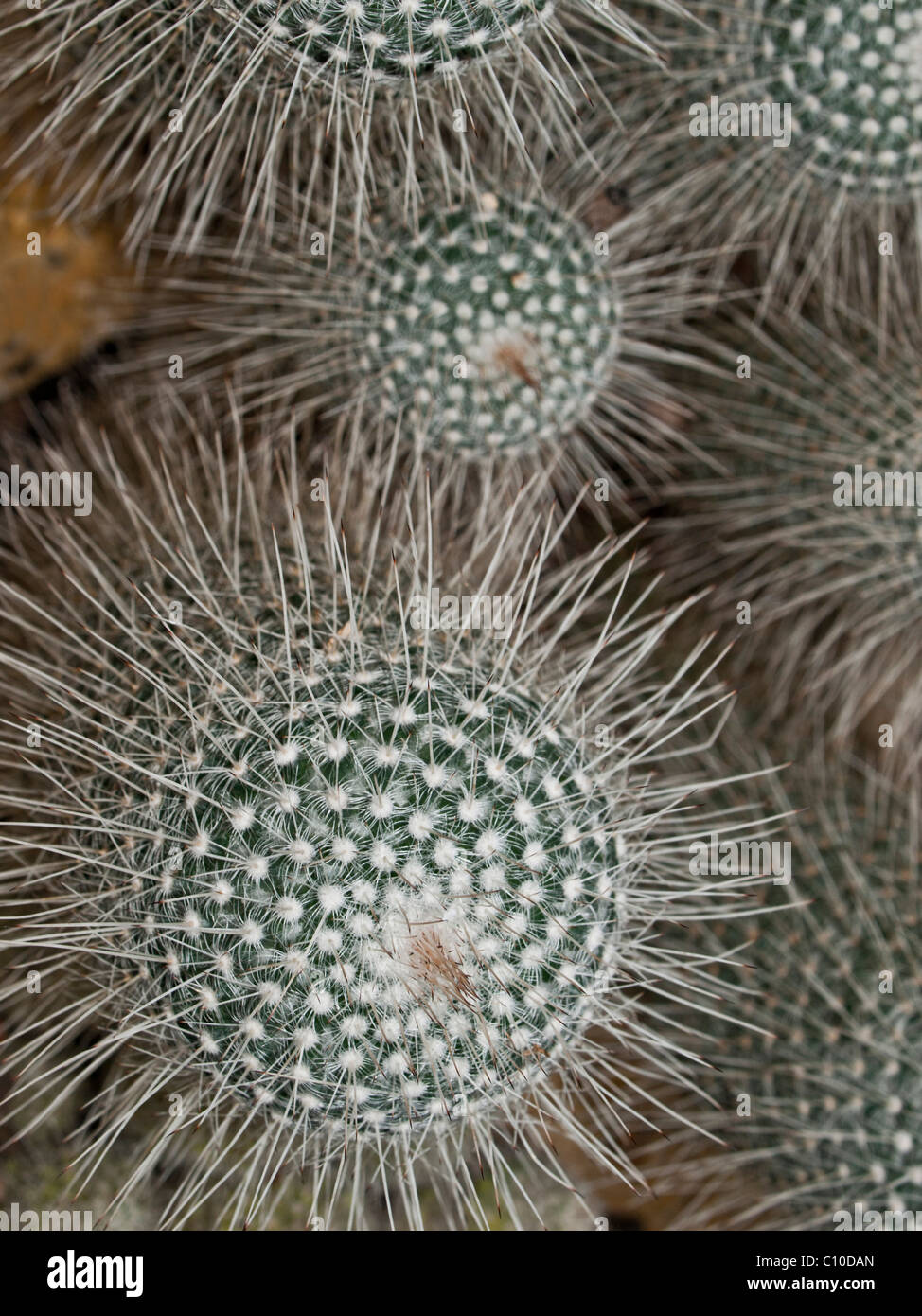 Abstract cactus hi-res stock photography and images - Alamy