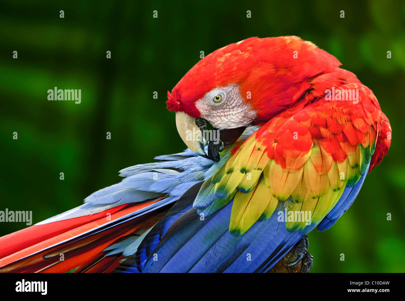 Parrot behavior hi-res stock photography and images - Alamy