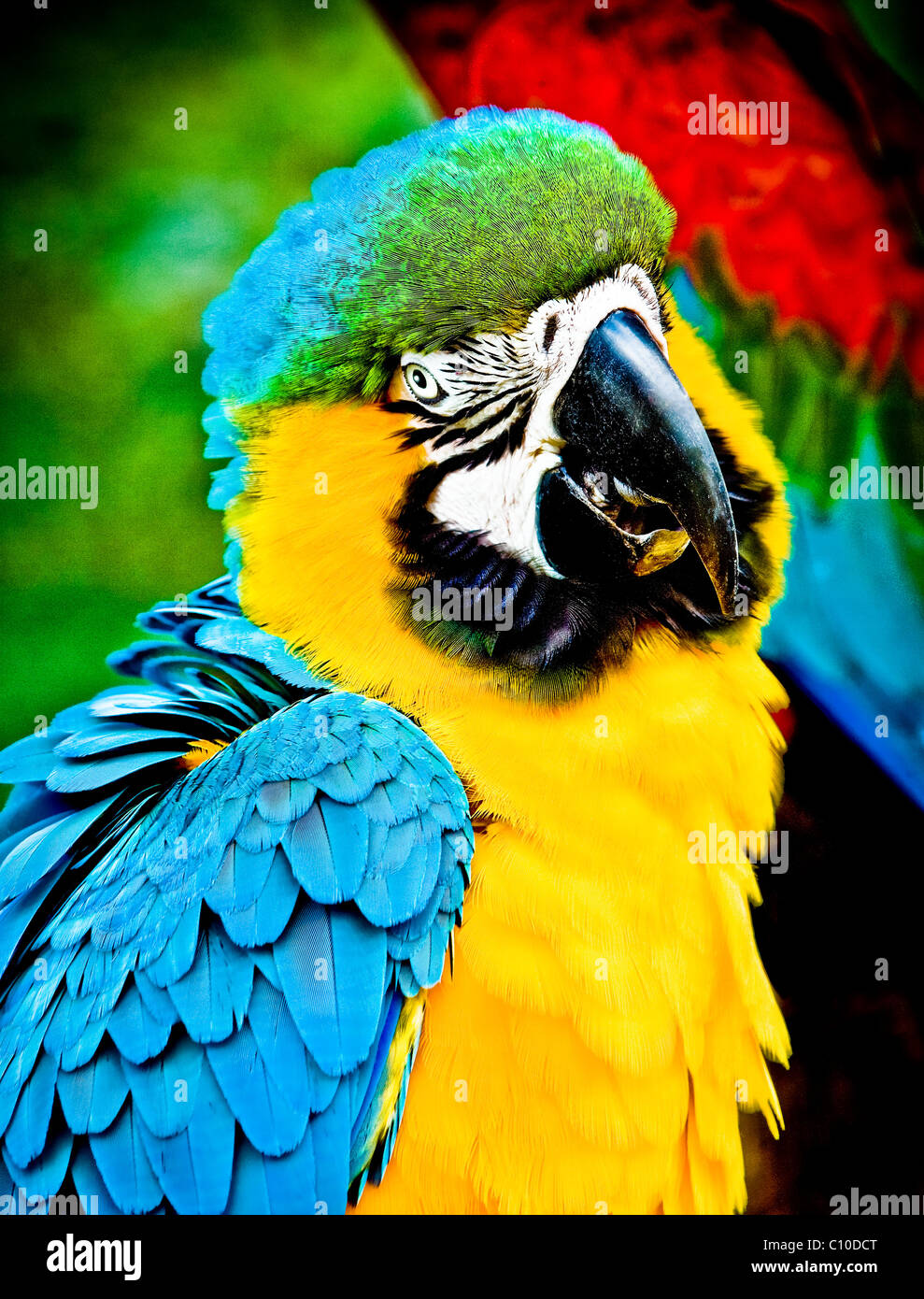 Cute parrot hi-res stock photography and images - Alamy