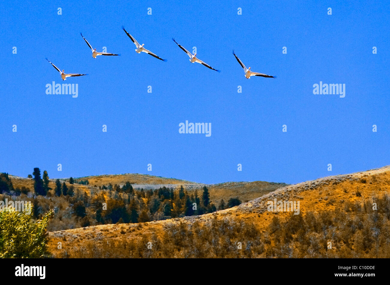 Pelicans flying v formation hi-res stock photography and images - Alamy