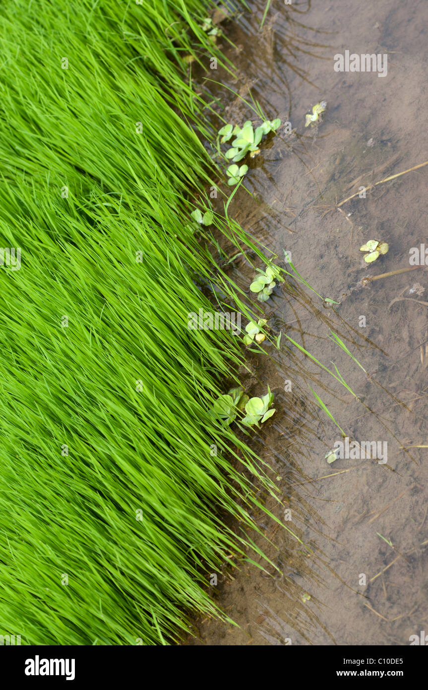 Indonesian rice farmers hi-res stock photography and images - Alamy