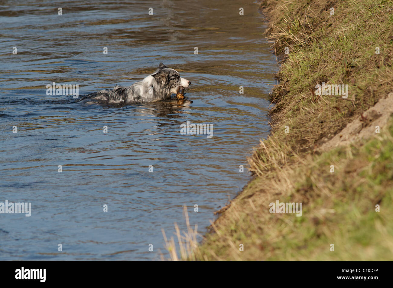 dog swimming in river mersey to retrieve a stick Stock Photo - Alamy