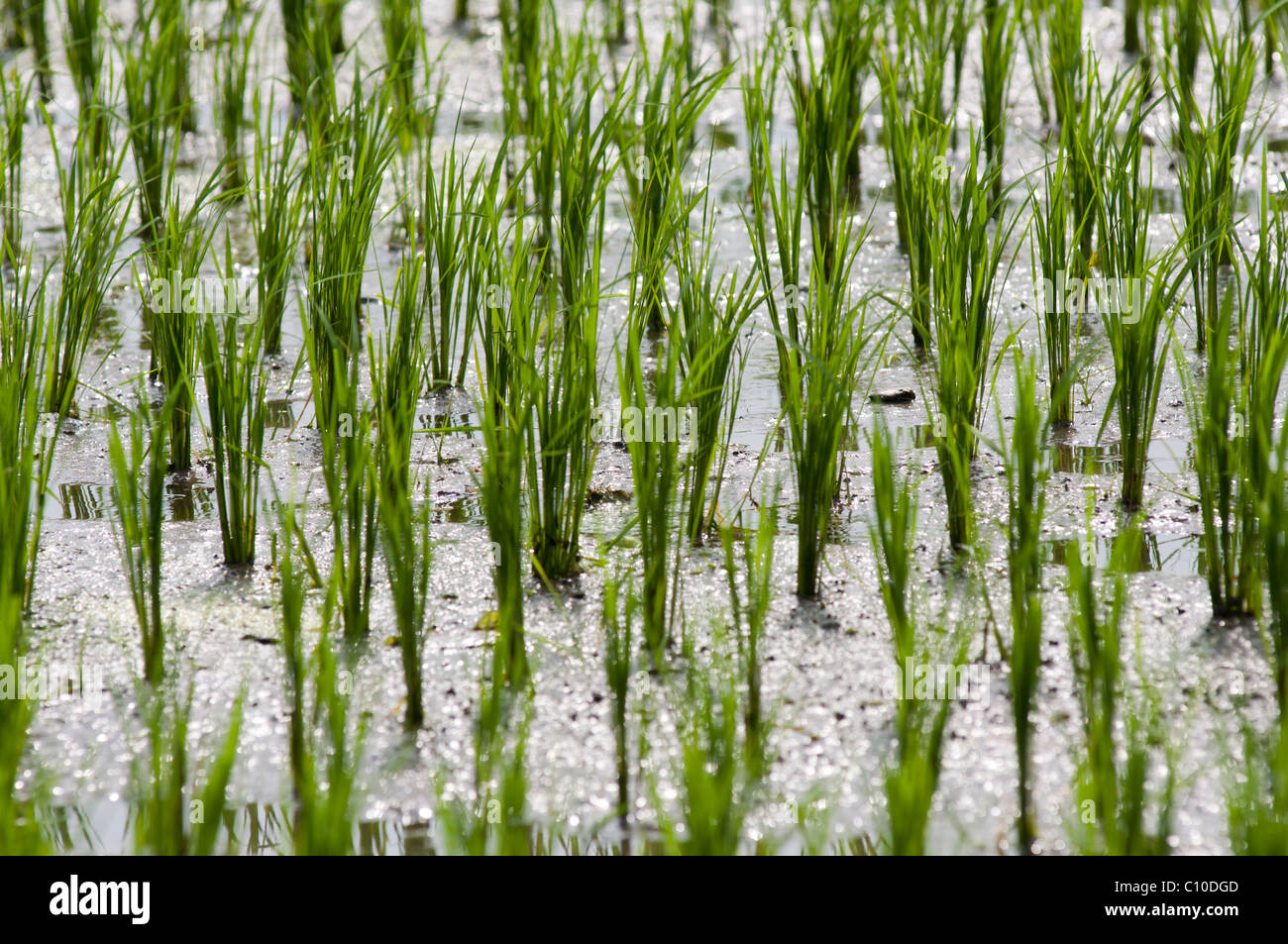 Rice cultivation in Bali Indonesia Stock Photo - Alamy