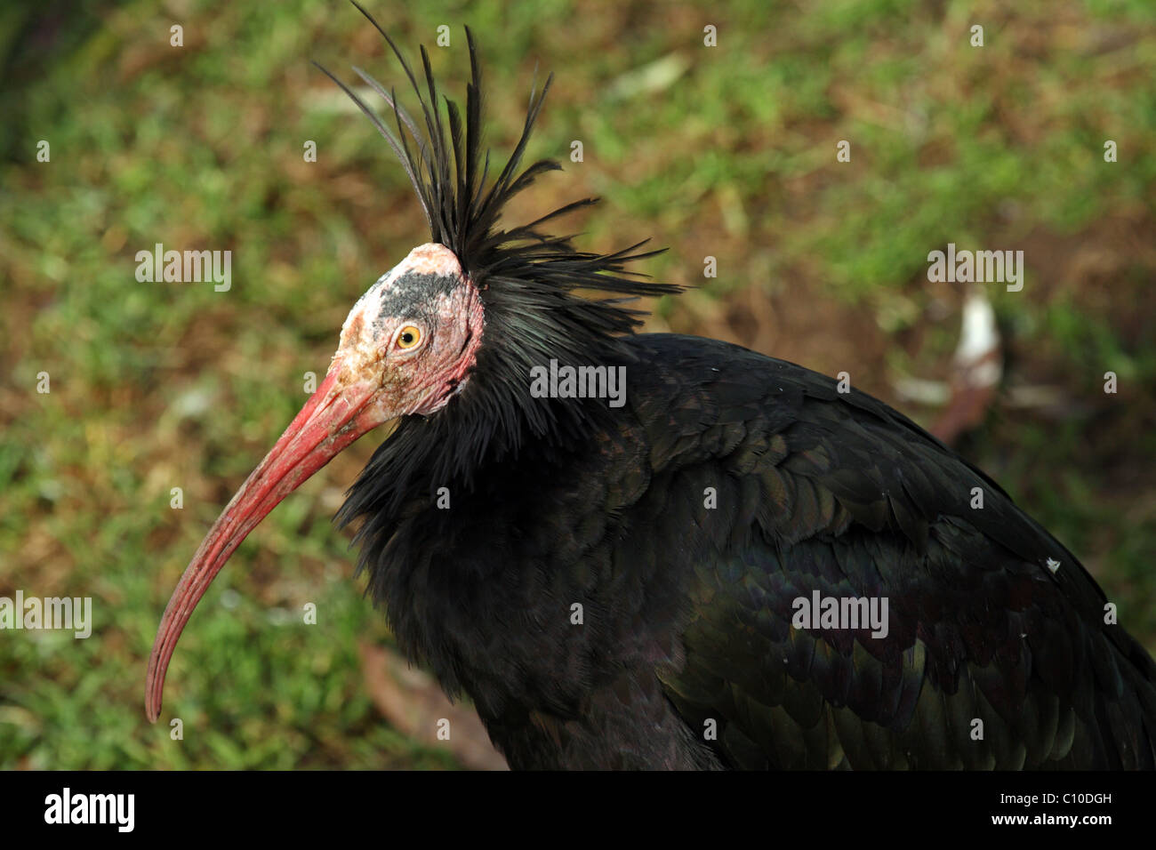 Northern Bald Ibis (Geronticus eremita) - aka Waldrapp. Captive bird ...