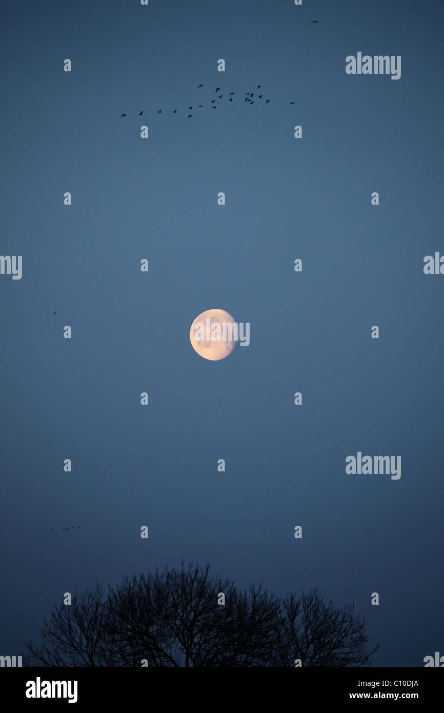 Gibbous moon hi-res stock photography and images - Alamy