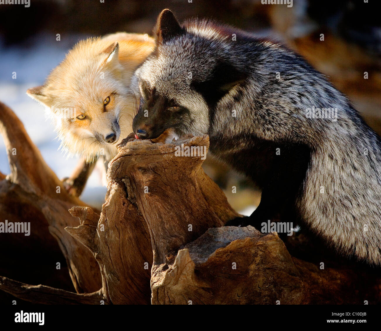 FOXES, RED AND BLACK Stock Photo - Alamy