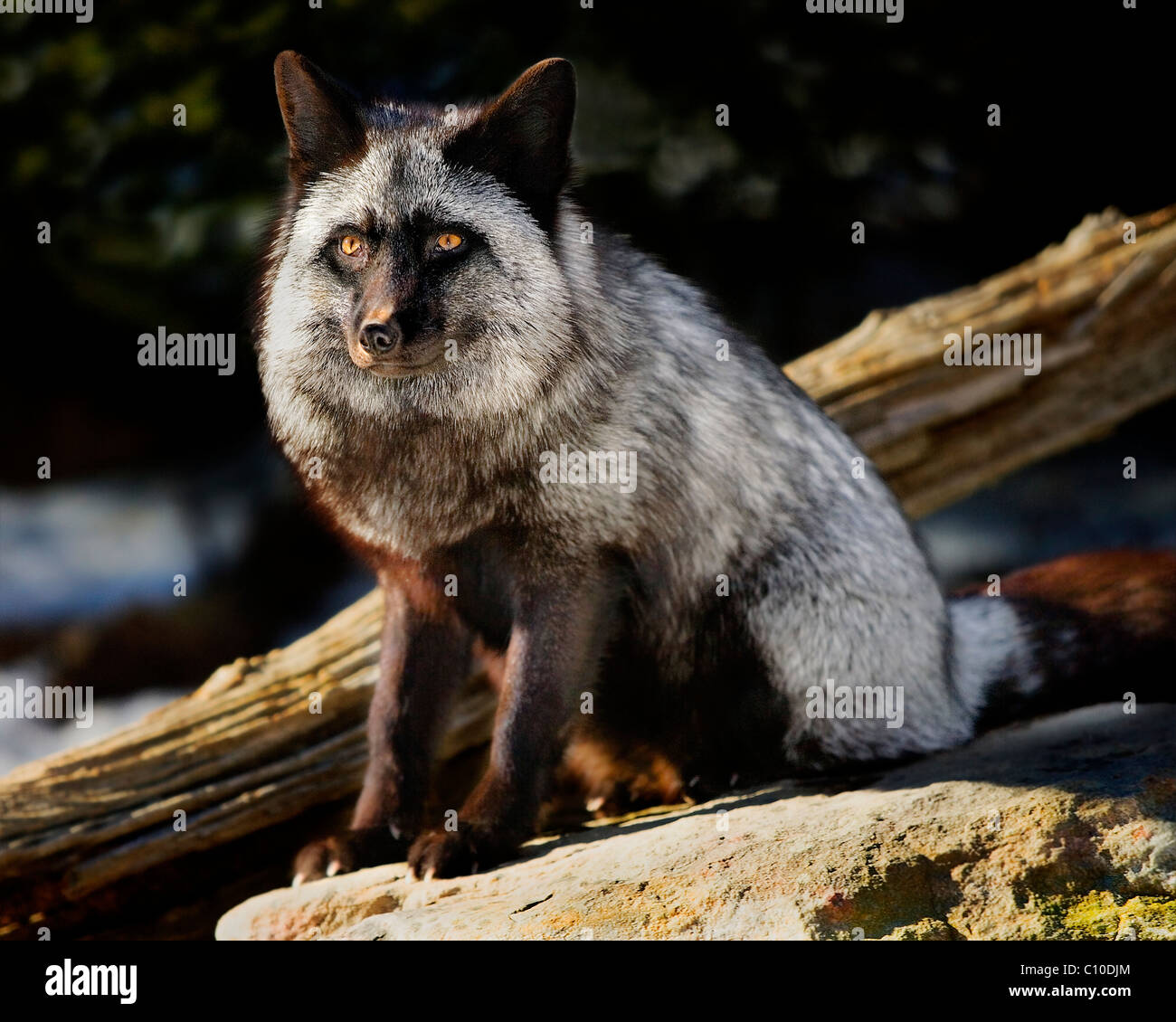 Black fox hi-res stock photography and images - Alamy