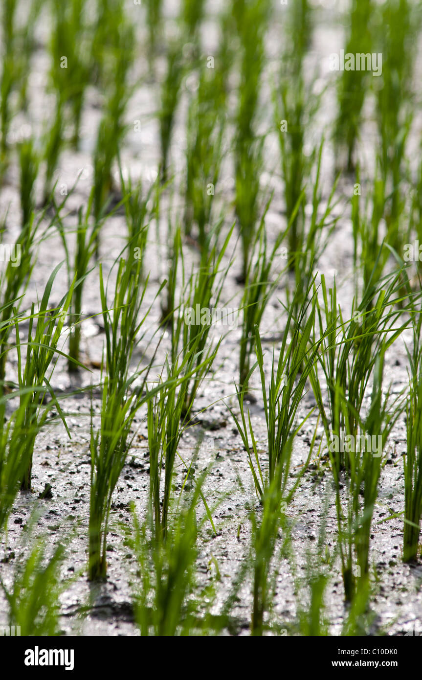 Indonesian rice farmers hi-res stock photography and images - Alamy