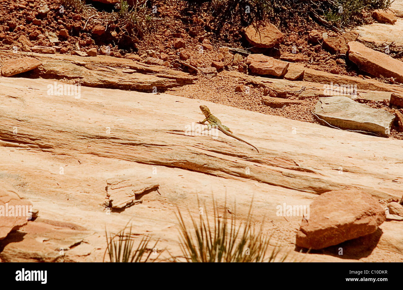 LIZARD ON ROCKS Stock Photo - Alamy