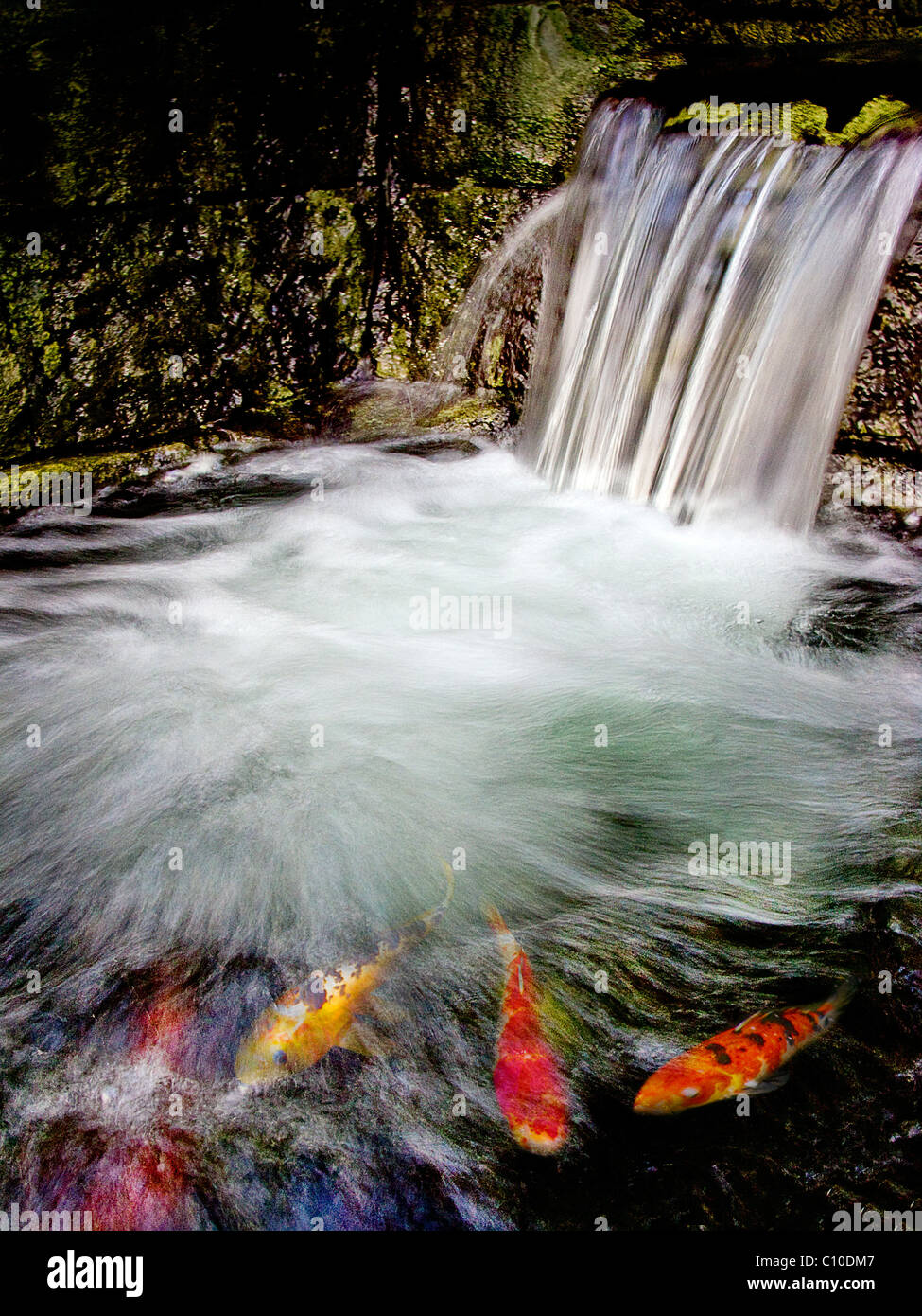 COLORFUL FISH IN POND WITH SMALL WATERFALL Stock Photo - Alamy
