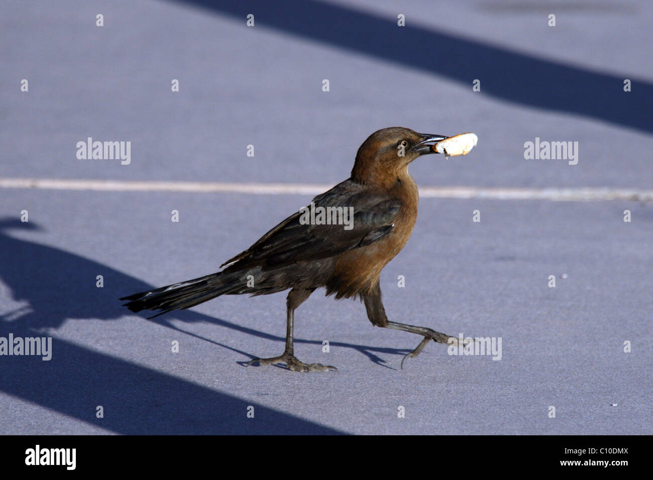 Great-tailed Grackle (Quiscalus mexicanus Stock Photo - Alamy