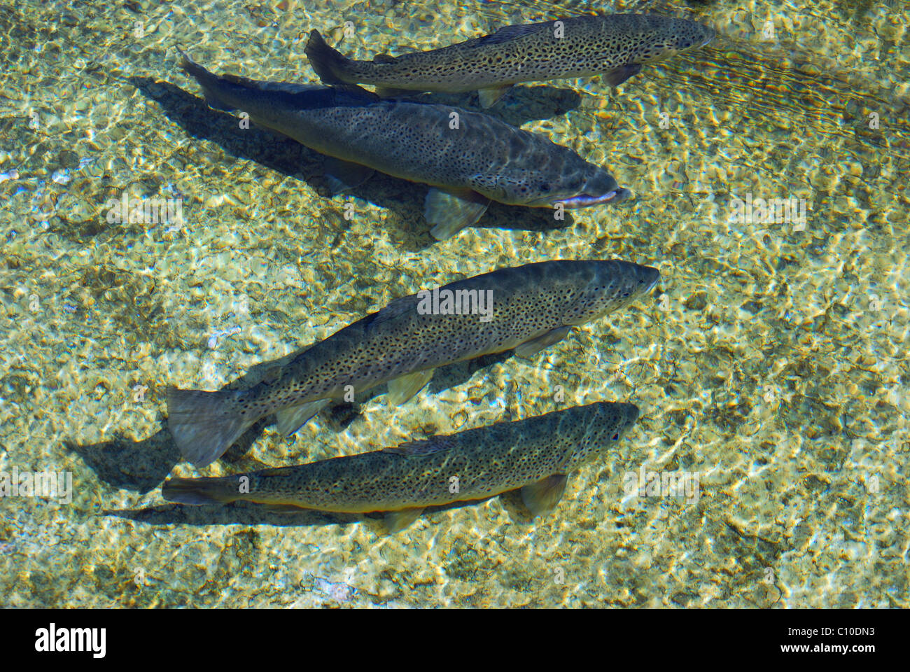 4 year old Rainbow Trout swim in hatchery that supplies fish to streams ...