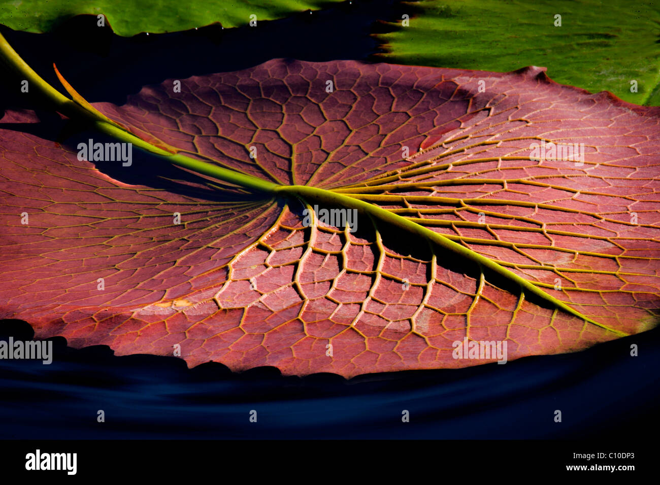 LARGE LEAF FLOATING ON WATER WITH LARGE VEINS Stock Photo - Alamy
