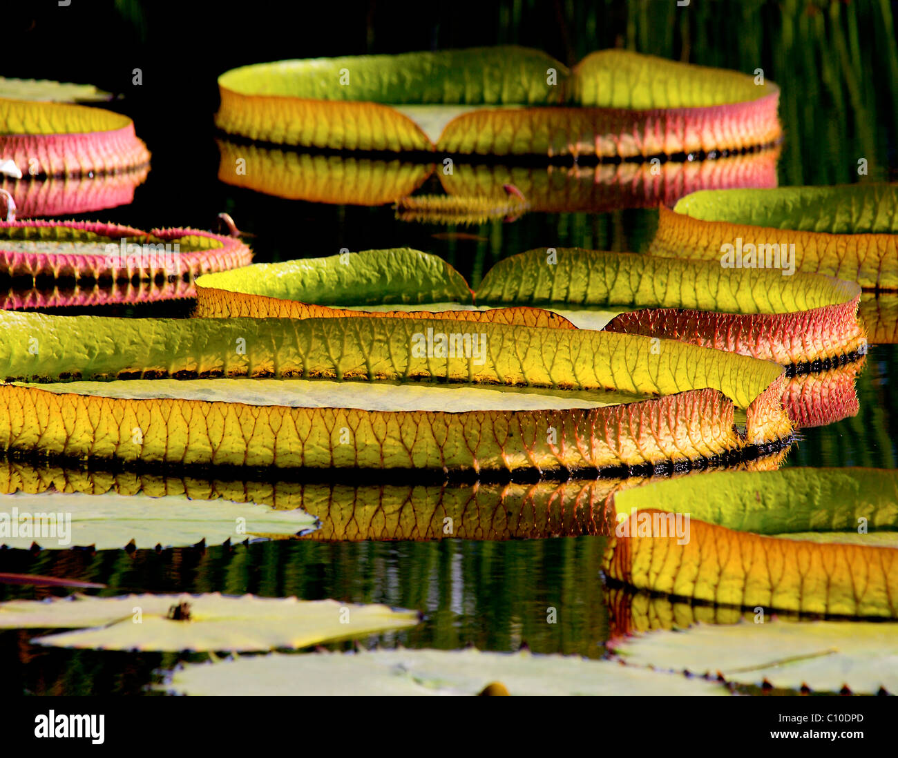 Large water lily leaf image hi-res stock photography and images - Alamy
