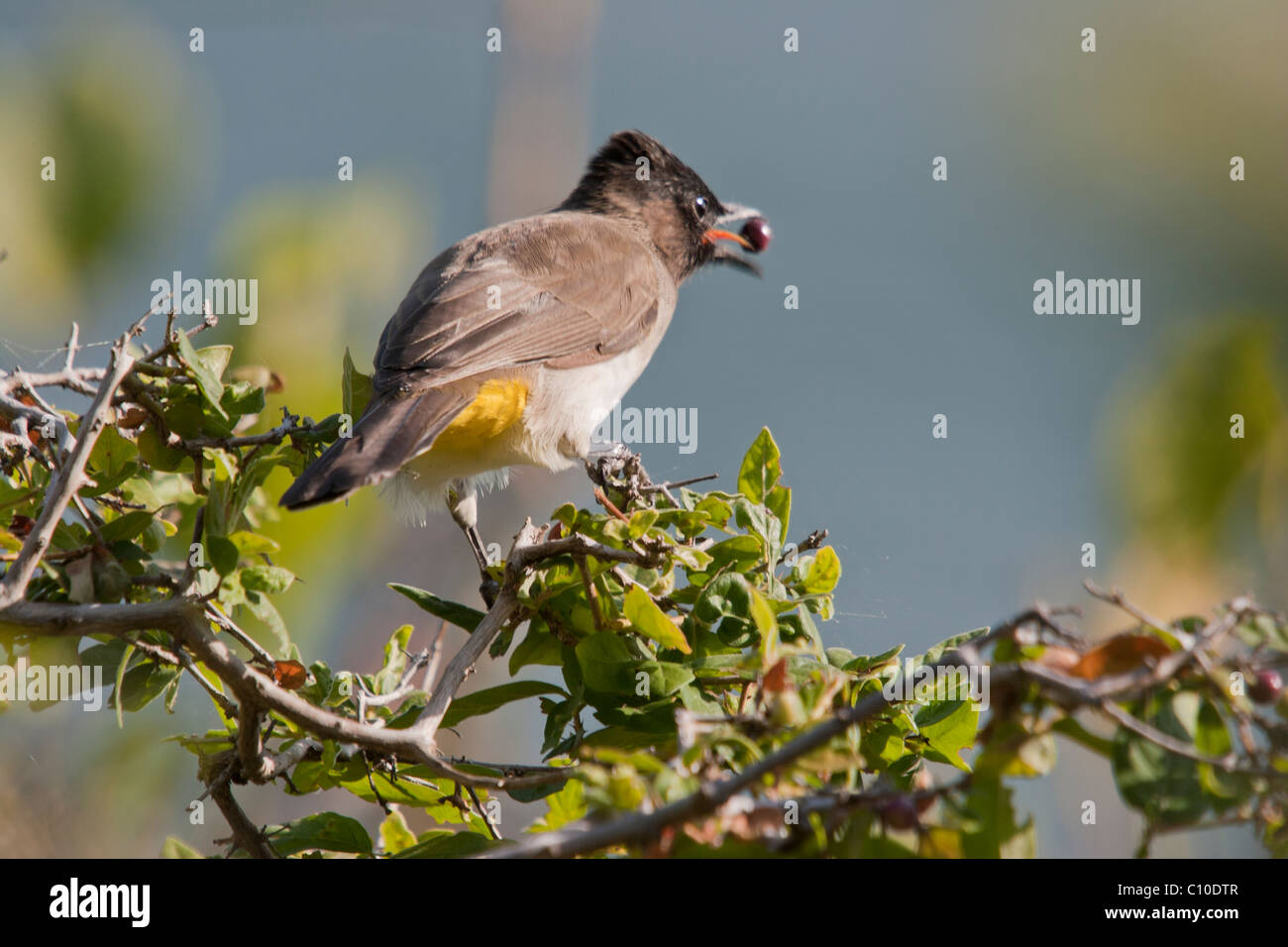 Yellow-vented Bulbul, Common Bulbul, Black-eyed Bulbul (Pycnonotus ...