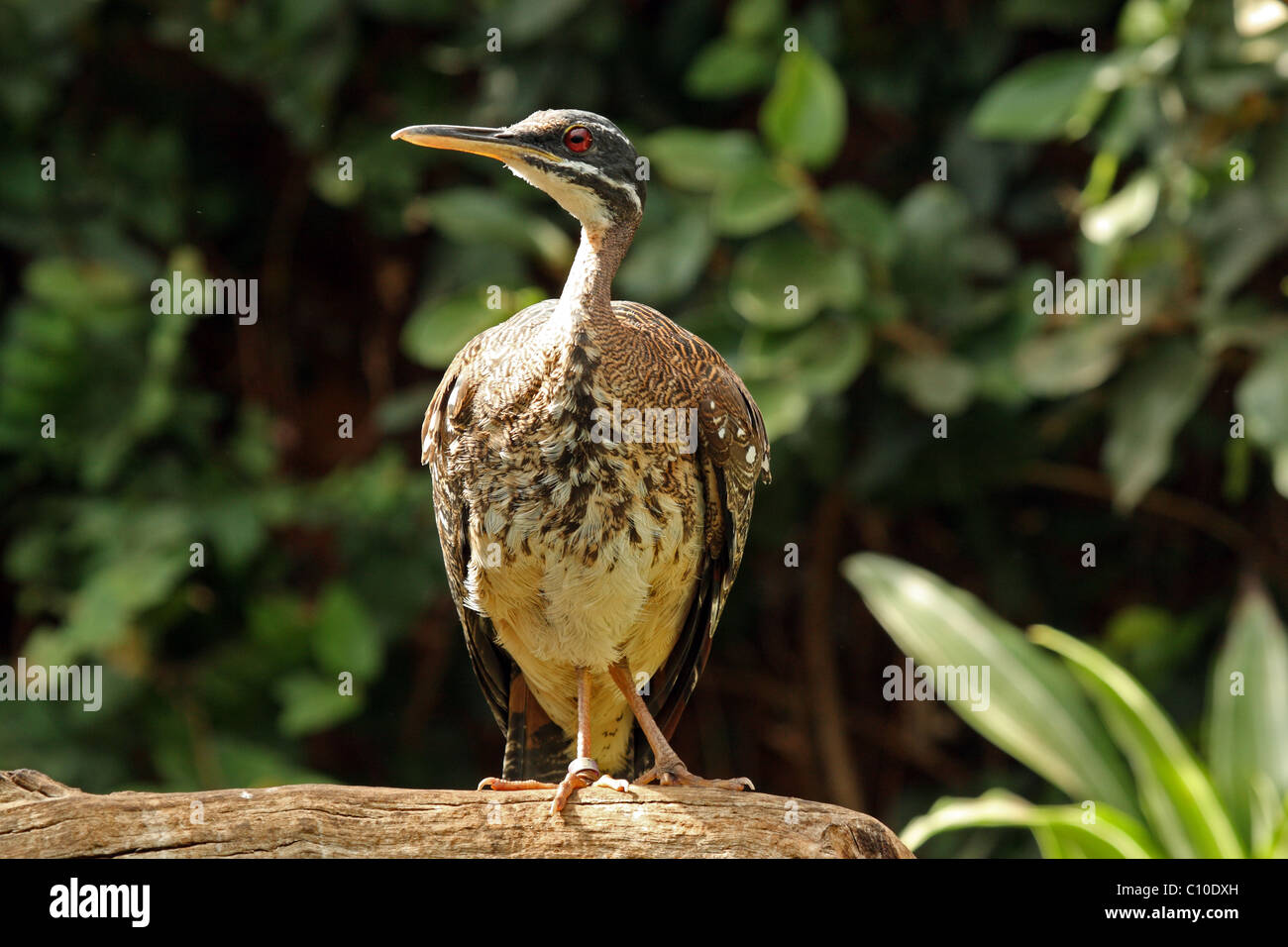 Sunbittern (Eurypyga helias Stock Photo - Alamy