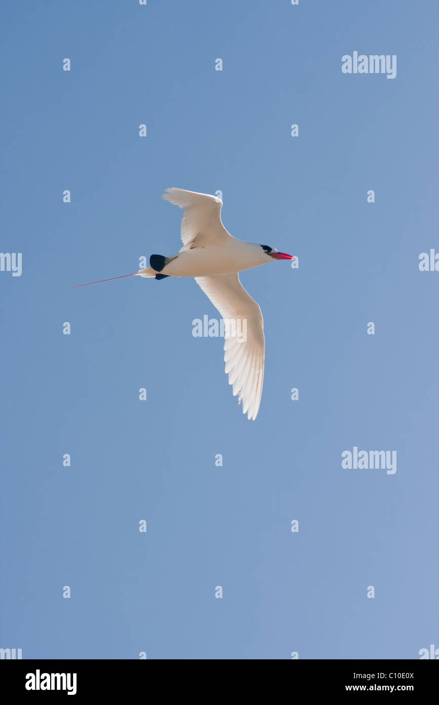 Red-billed tropicbird, seabird of tropical oceans Stock Photo - Alamy