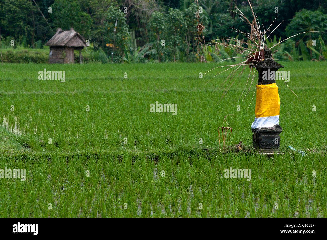 Rice cultivation in Bali Indonesia Stock Photo - Alamy