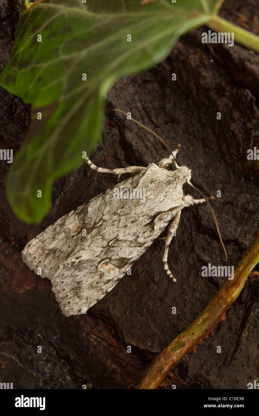 Grey Shoulder-knot (Lithophane ornitopus) moth Stock Photo - Alamy