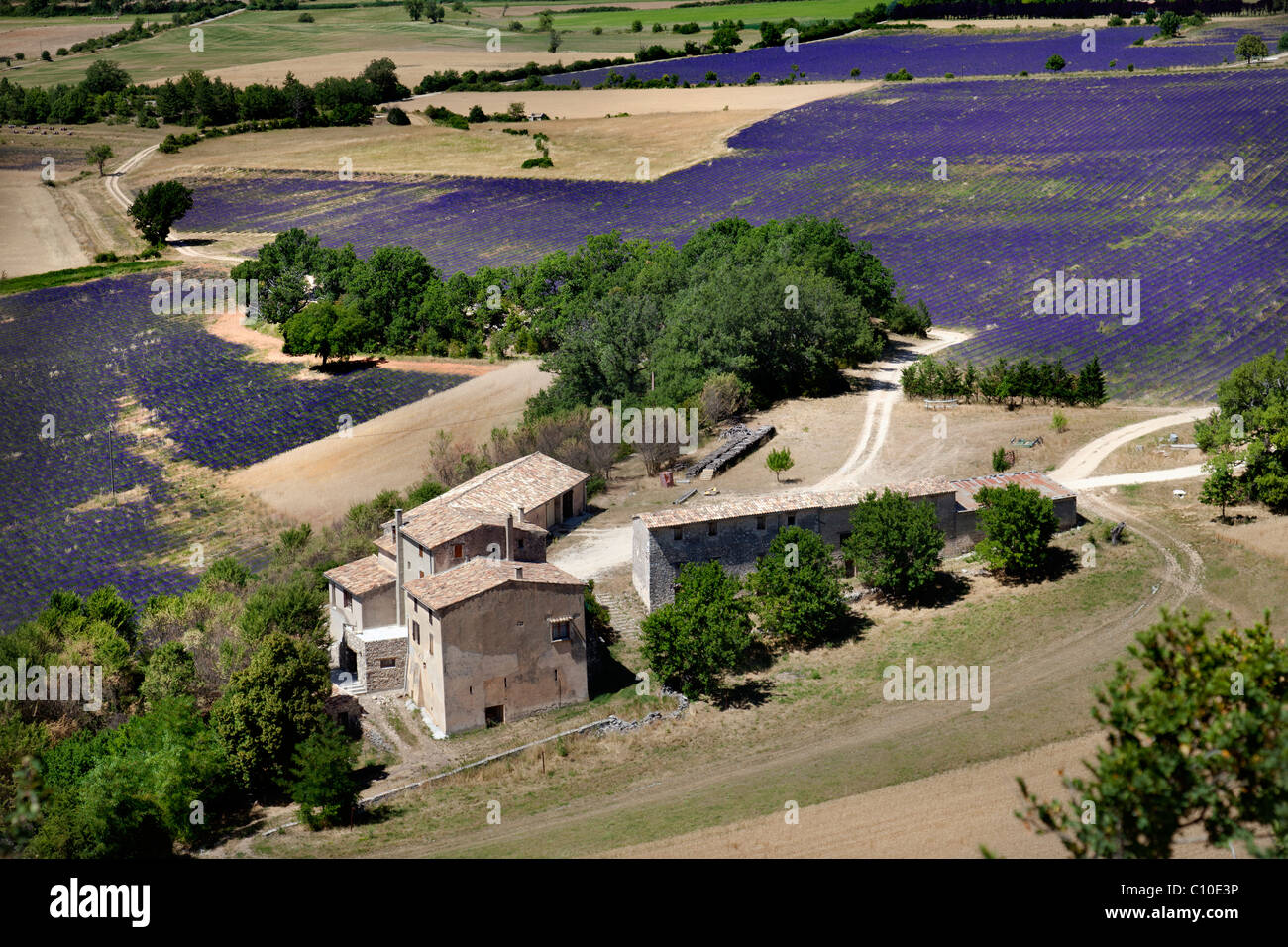 Beautiful lavender field aerial view hi-res stock photography and ...
