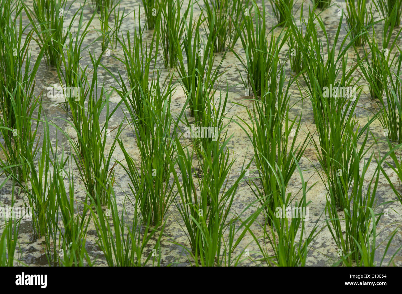 Rice cultivation in Bali Indonesia Stock Photo - Alamy