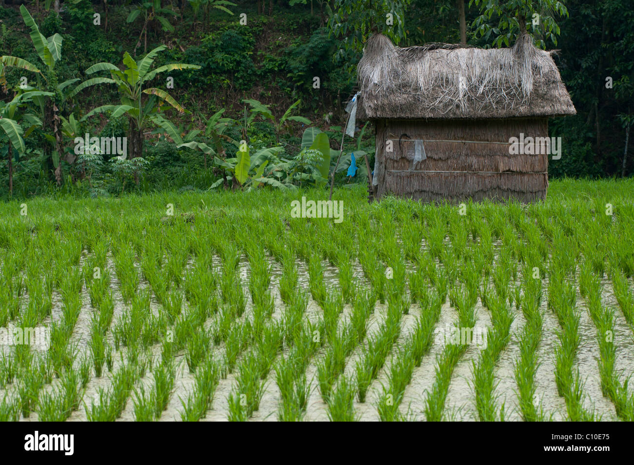Rice cultivation in Bali Indonesia Stock Photo - Alamy